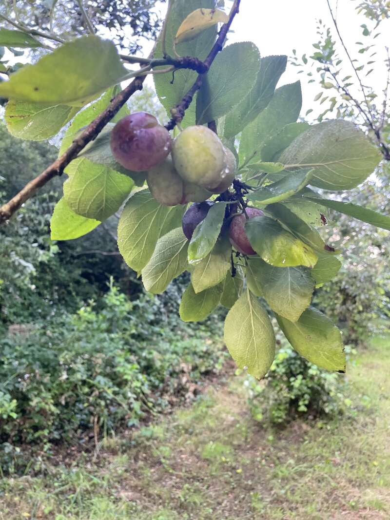 Seaside garden and orchard homestead in a magical West Cork, Ireland