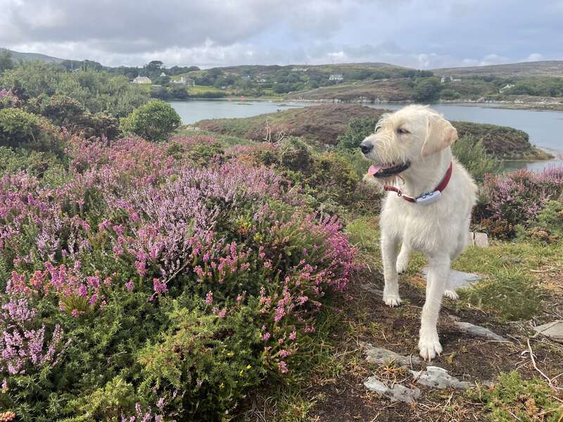 Seaside garden and orchard homestead in a magical West Cork, Ireland