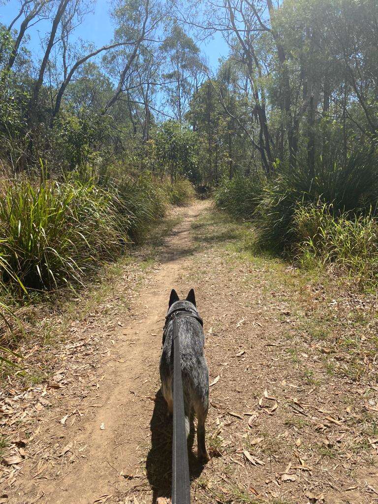 Help with horses in the beautiful Samford Valley region, Qld, Australia