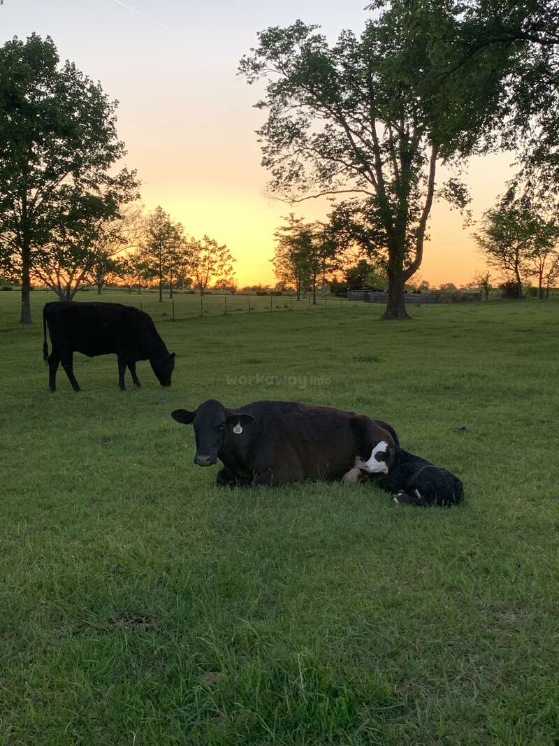 Experience the farm life on a small hobby farm in Missouri, USA