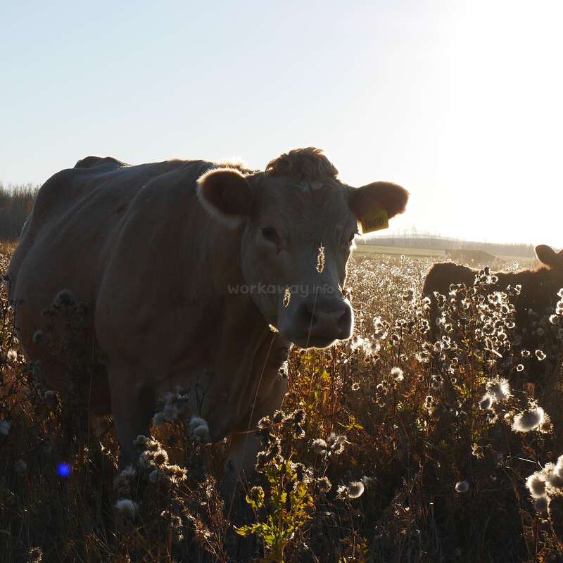 Learn about regenerative farming on a small cattle ranch in northern BC ...