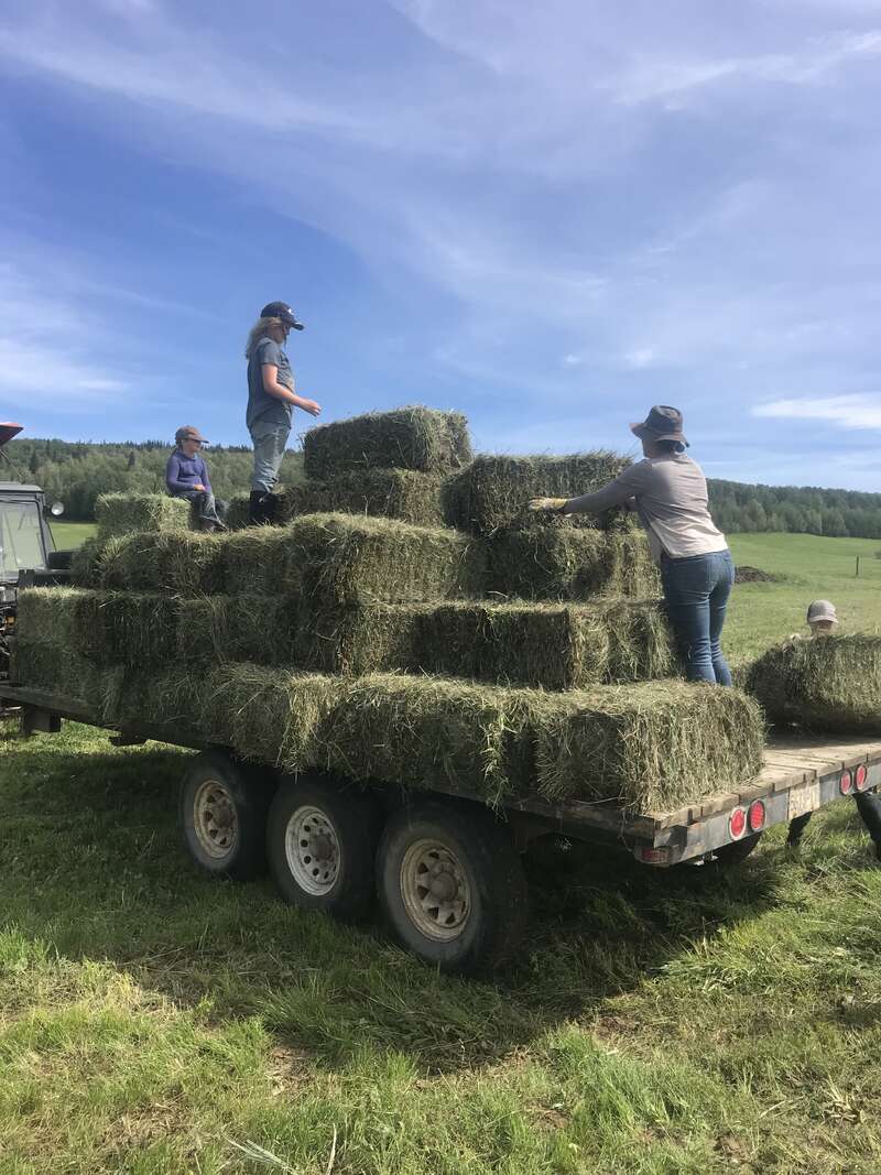 Learn about regenerative farming on a small cattle ranch in northern BC ...