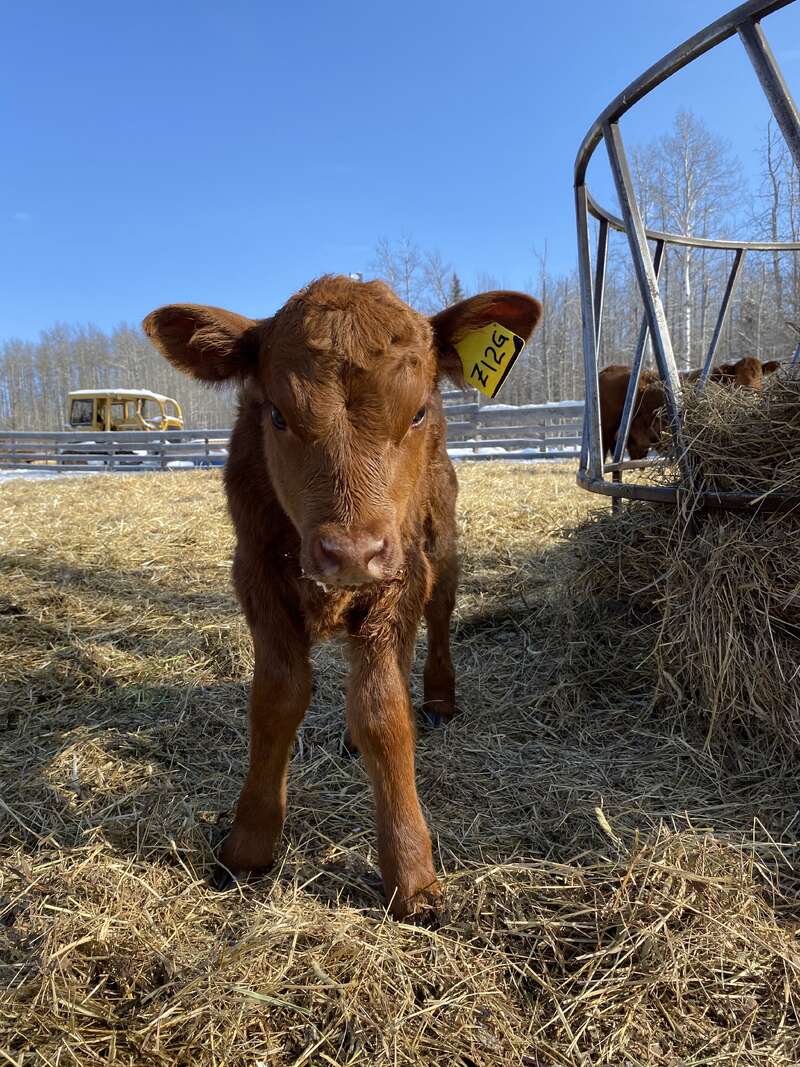 Learn about regenerative farming on a small cattle ranch in northern BC ...