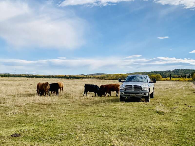 Learn about regenerative farming on a small cattle ranch in northern BC ...