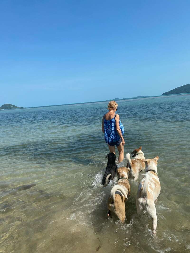 Help at a dog and cat sanctuary on Ko Samui, Thailand