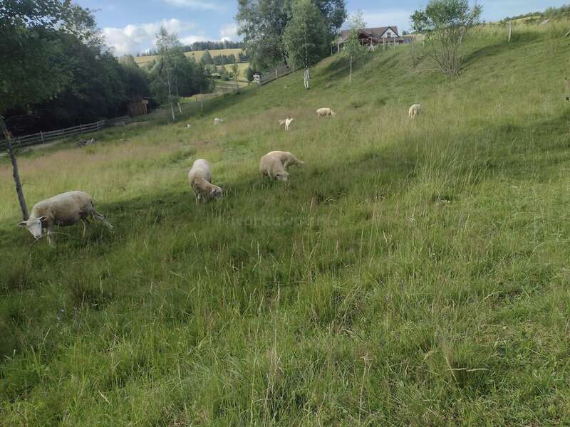 Help around a small family permacultural farm in Brezno, Slovakia