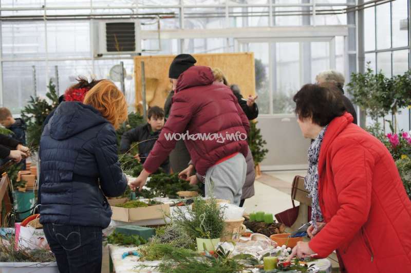 Come and help at our family plant nursery in Spodnji Duplek, Slovenia