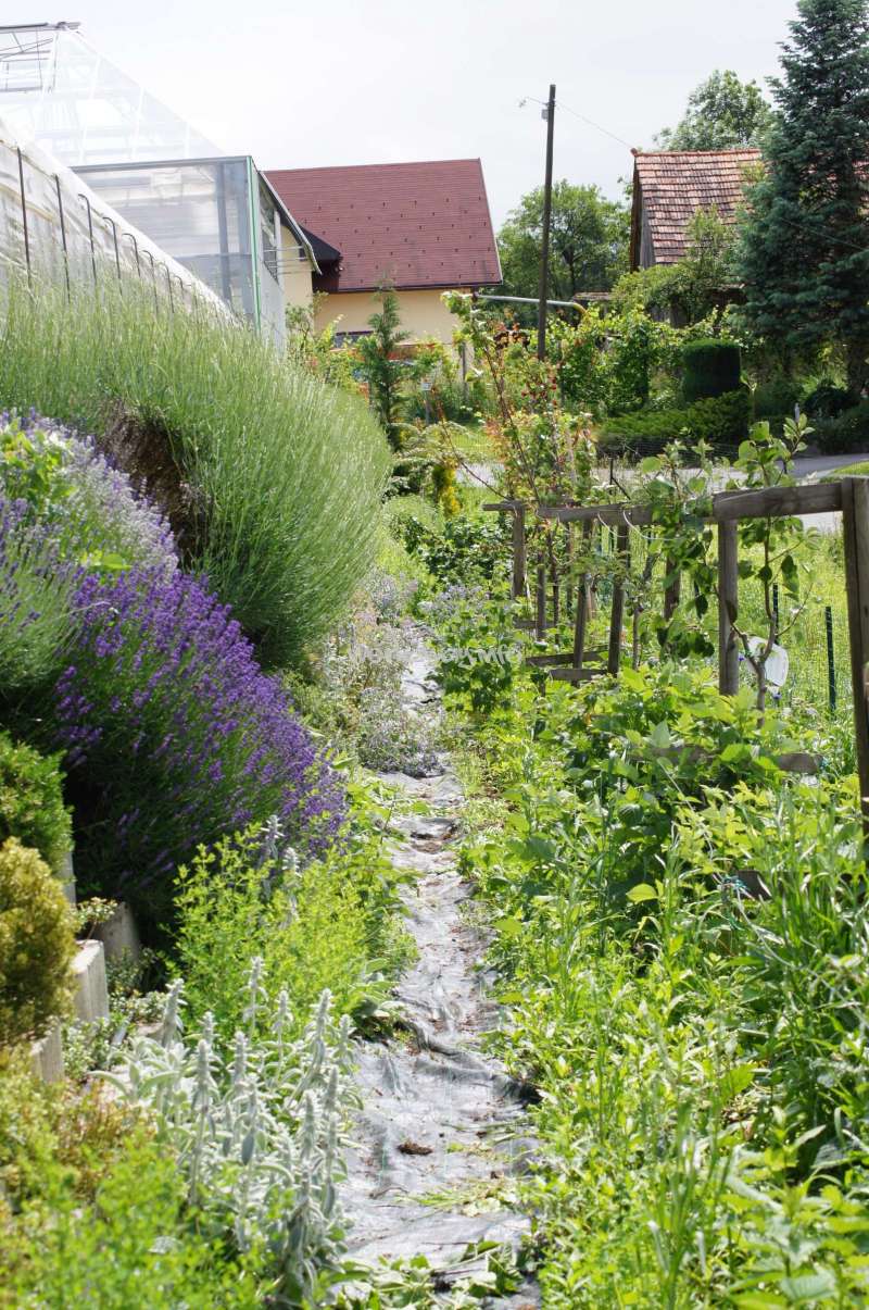 Come and help at our family plant nursery in Spodnji Duplek, Slovenia