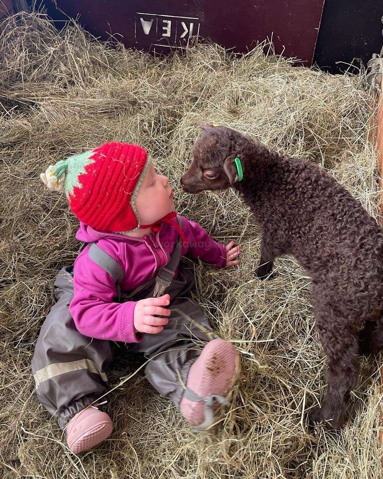 Help on our sheep farm and explore beauty of Helgustaðir, Iceland