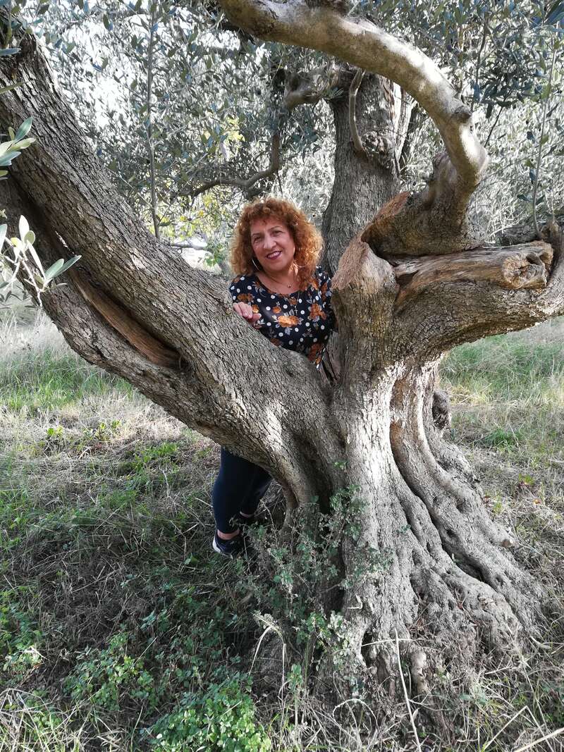 Help with our family olive harvest in Perano, Italy