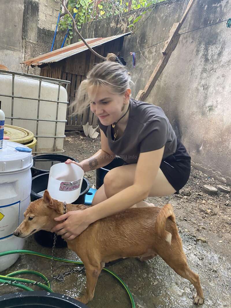 Join us at an animal rescue shelter in Cebu City, Philippines