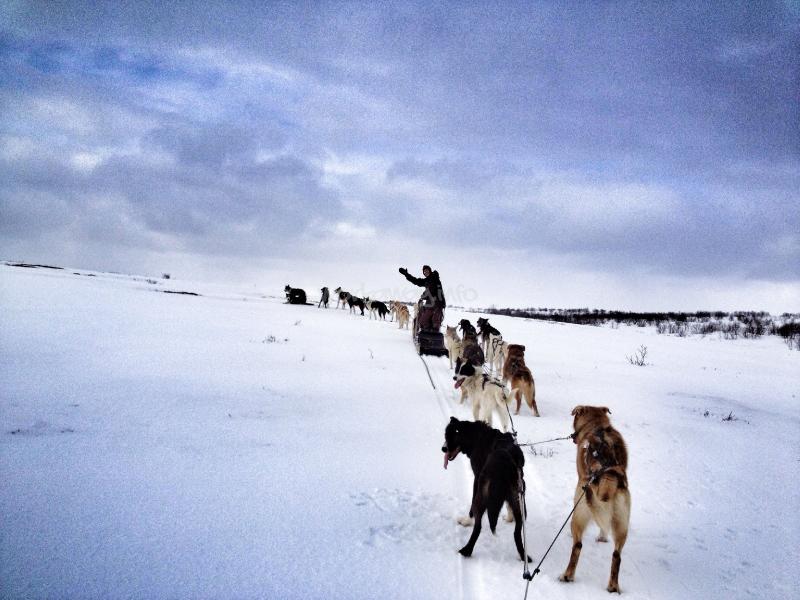 Help at our husky lodge and expeditions in Lapland, Norway