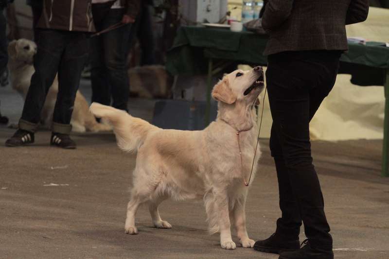 Volunteer at a golden retriever kennel in Renzow, Germany