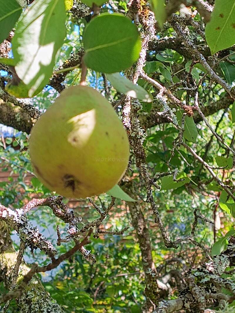 Get to know Norwegian culture and help on growing fruit in Utåker, Norway