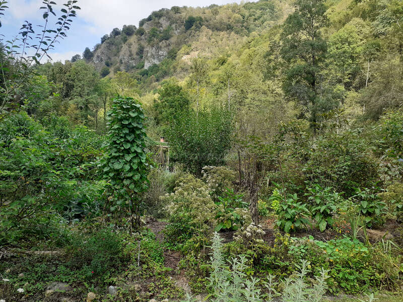 Permaculture on the banks of a river in the Pyrenees Atlantiques, France