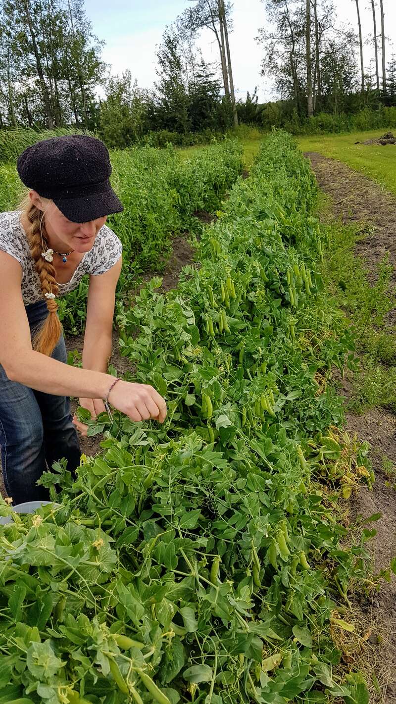 Experience our small self-sufficient farm in Alberta, Canada