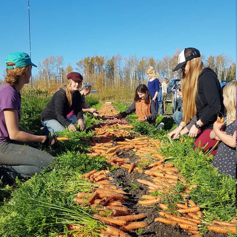 Experience our small self-sufficient farm in Alberta, Canada