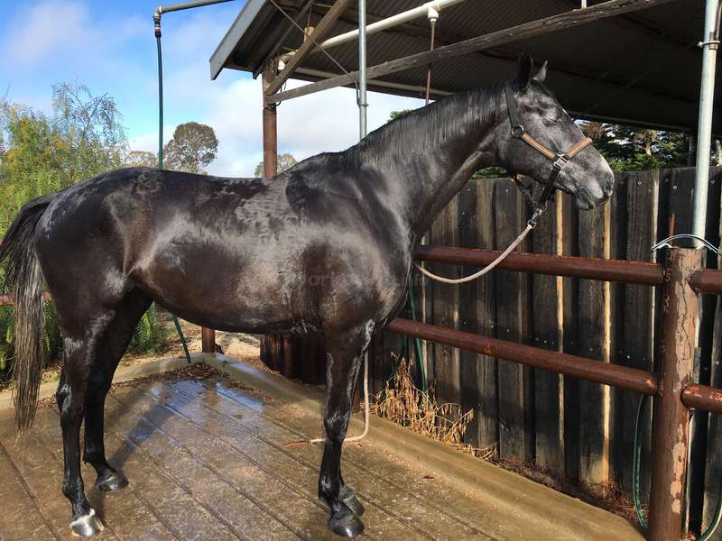 Help welcome on our stunning family farm in Willaura, Victoria, Australia
