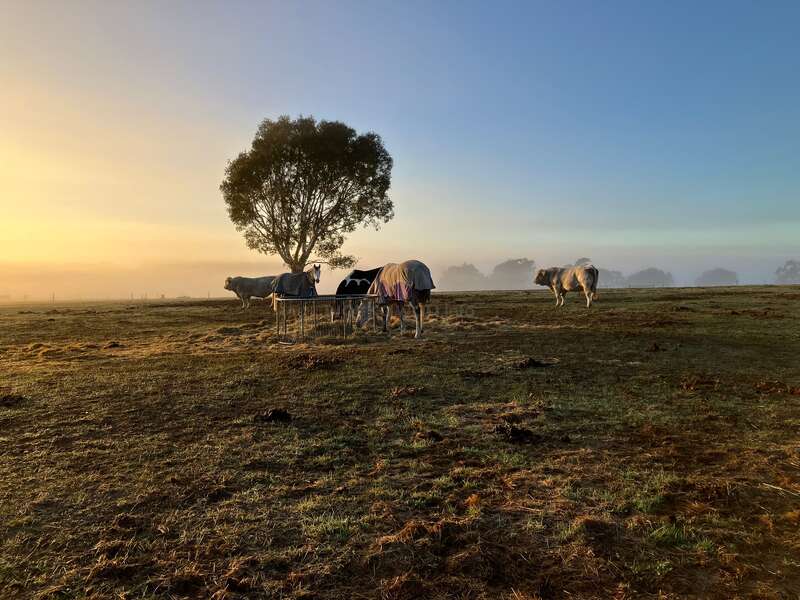 Help welcome on our stunning family farm in Willaura, Victoria, Australia