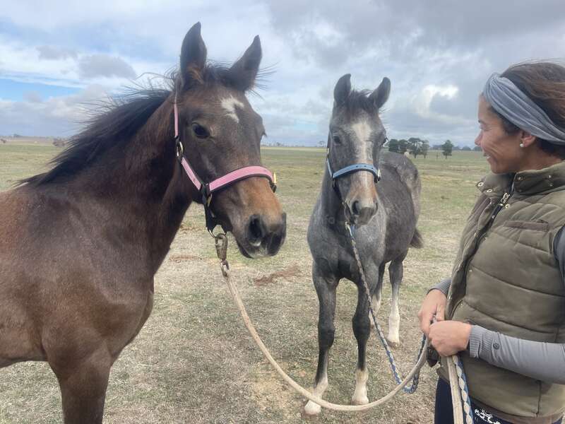 Help welcome on our stunning family farm in Willaura, Victoria, Australia