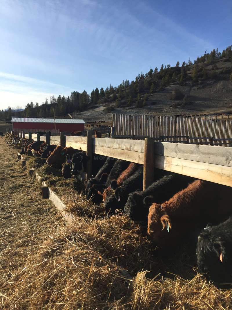 Large family owned cattle ranch in BC Cariboo Chilcotin, Canada