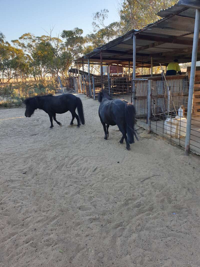 Help in our wildlife sanctuary and live in the nature of Moorine Rock ...