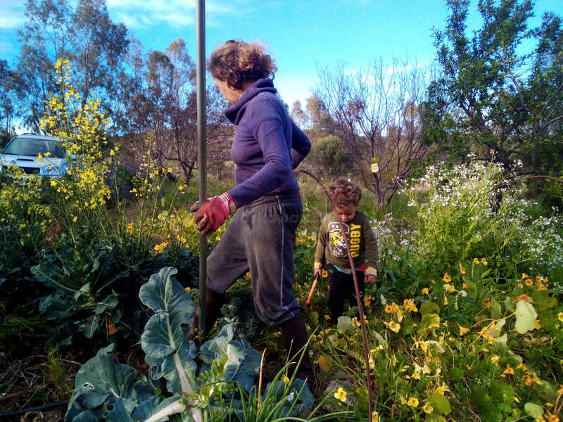 Help our family in our sustainable permaculture garden in Sardinia, Italy