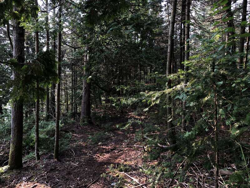 Forest-flavoured homesteading on Manitoulin Island, Canada
