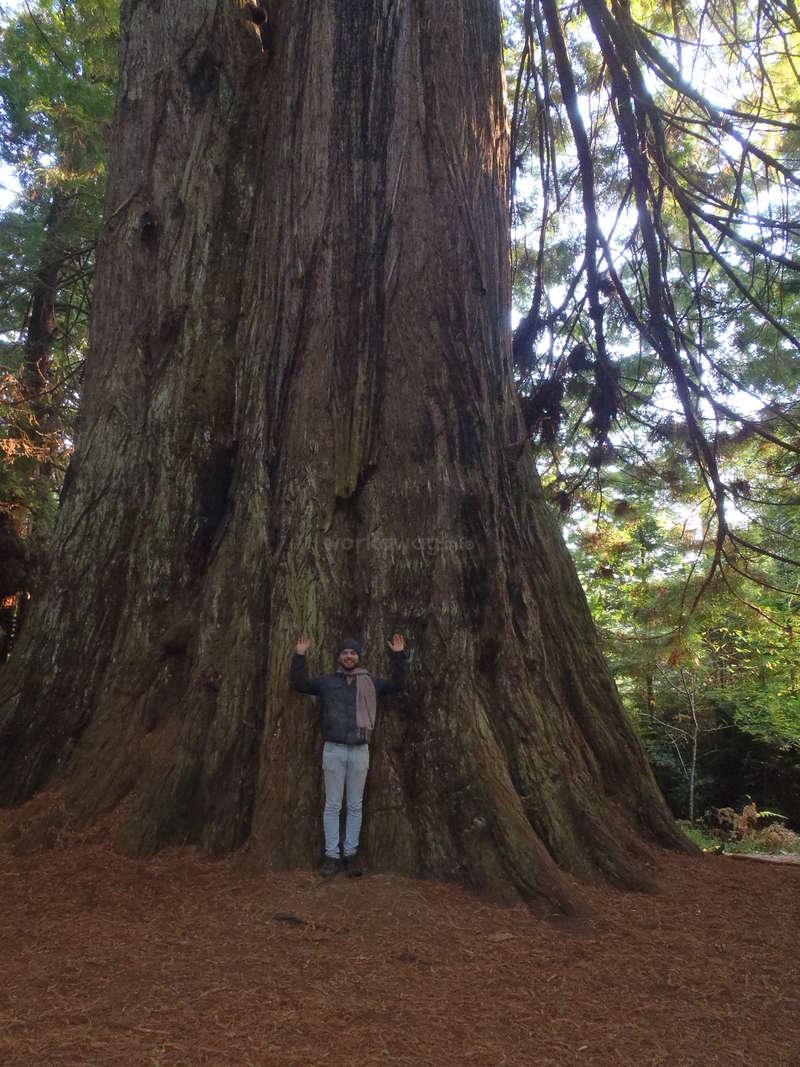 Off-grid forest homestead welcomes help with firewood and garden in ...