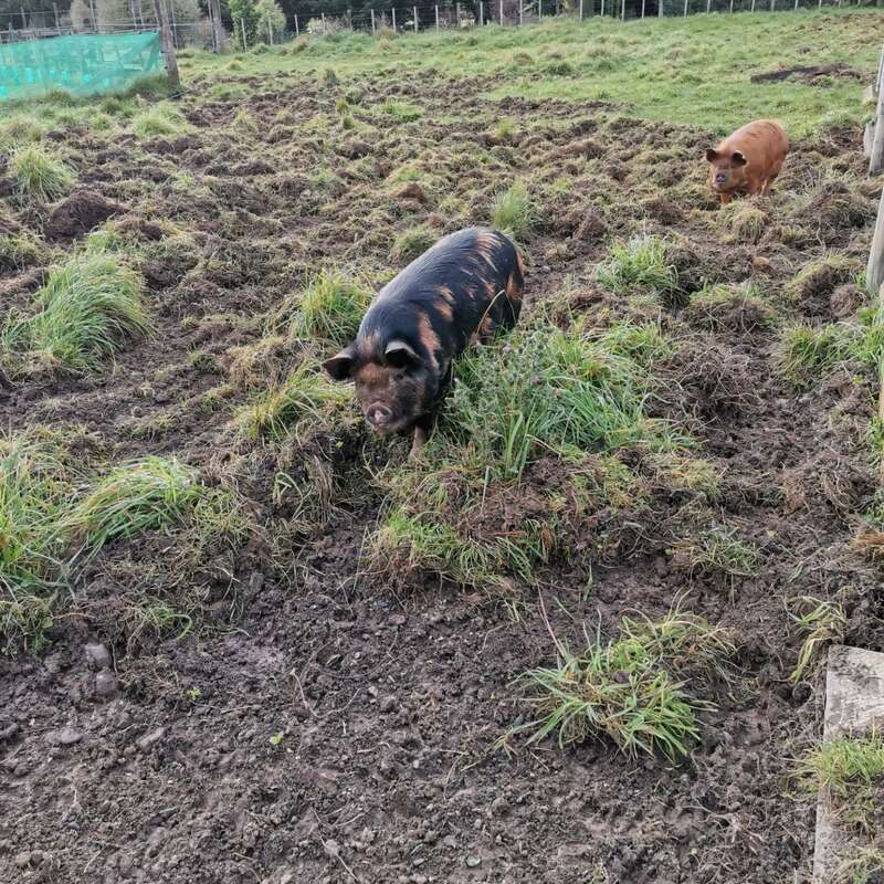 Join our eco-community in Masterton, New Zealand