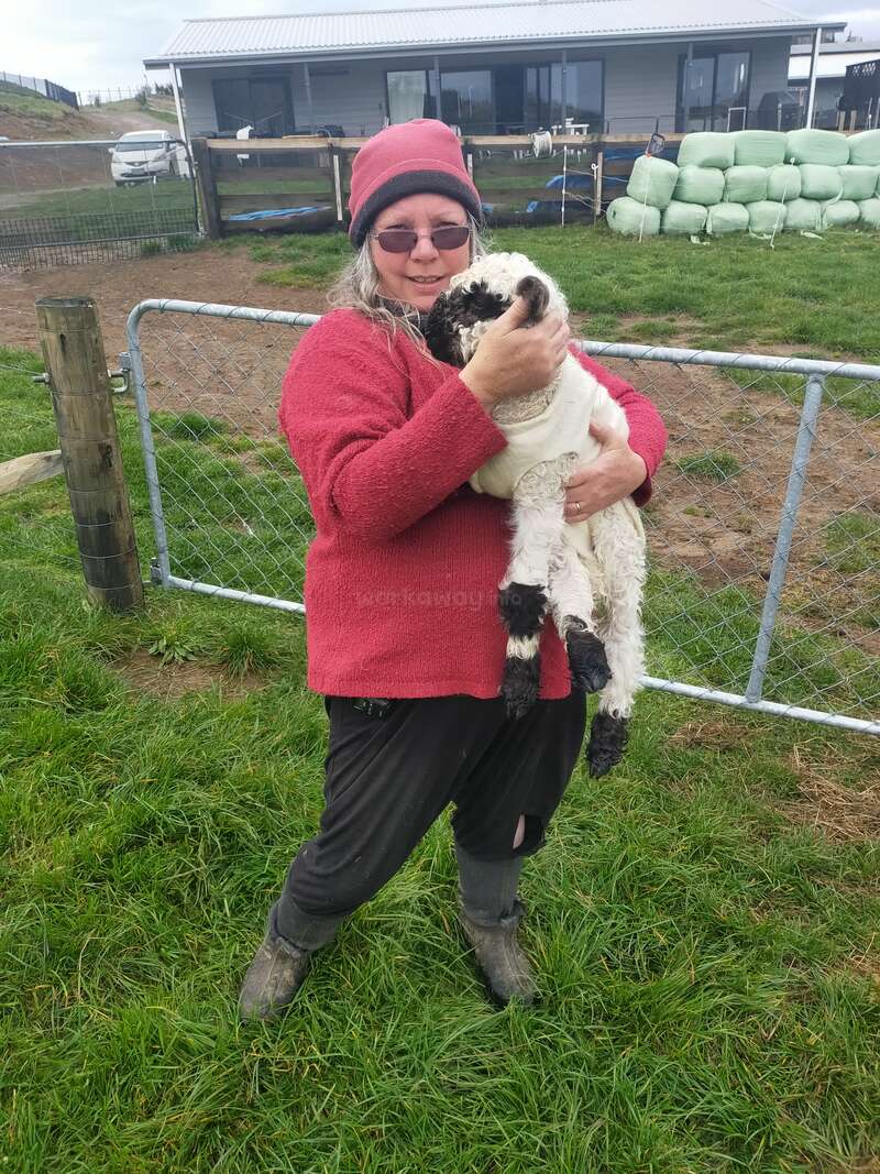 Meet the cutest and friendliest sheep in the world and enjoy our place ...