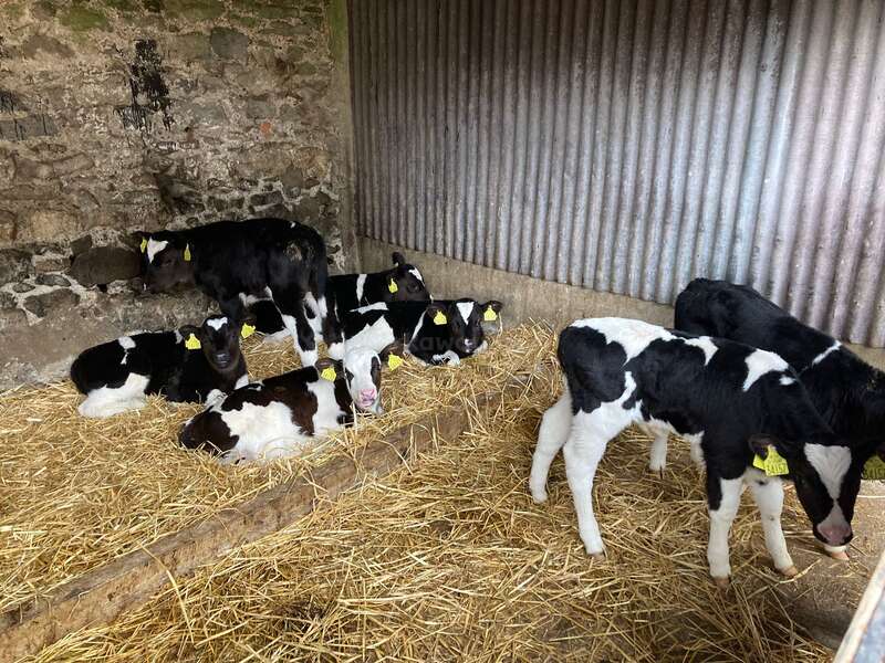 Help us on our dairy farm while discovering the surroundings in Callan ...