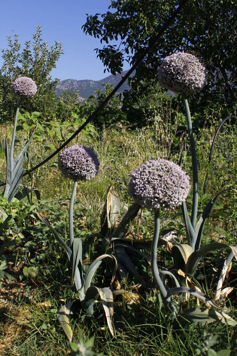Come to the farm and create with us in the beautiful Adonis Valley, Lebanon
