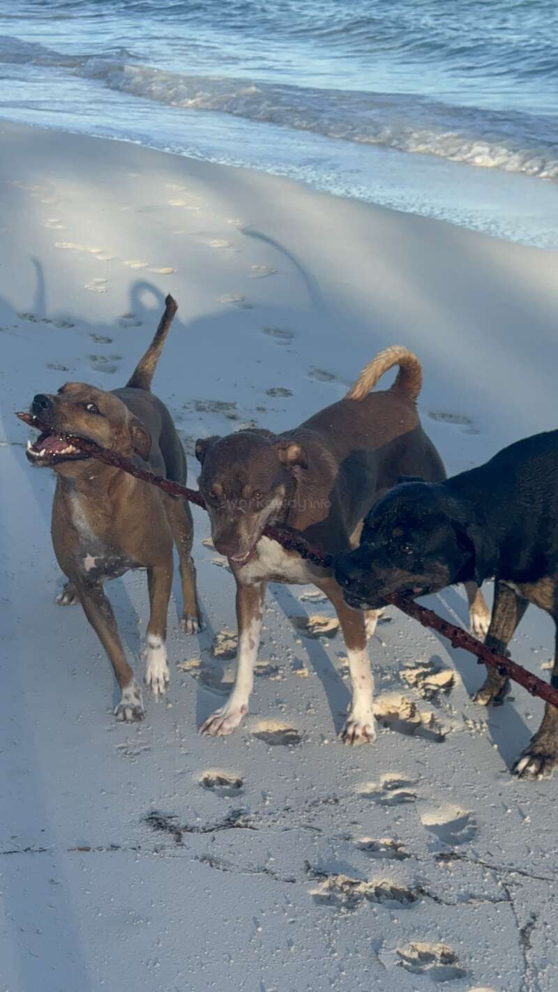 Help care for our dogs in our catamaran and enjoy the beautiful bahamas ...