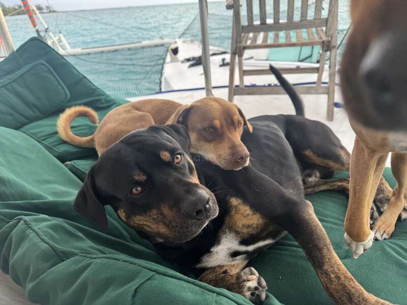 Help care for our dogs in our catamaran and enjoy the beautiful bahamas ...