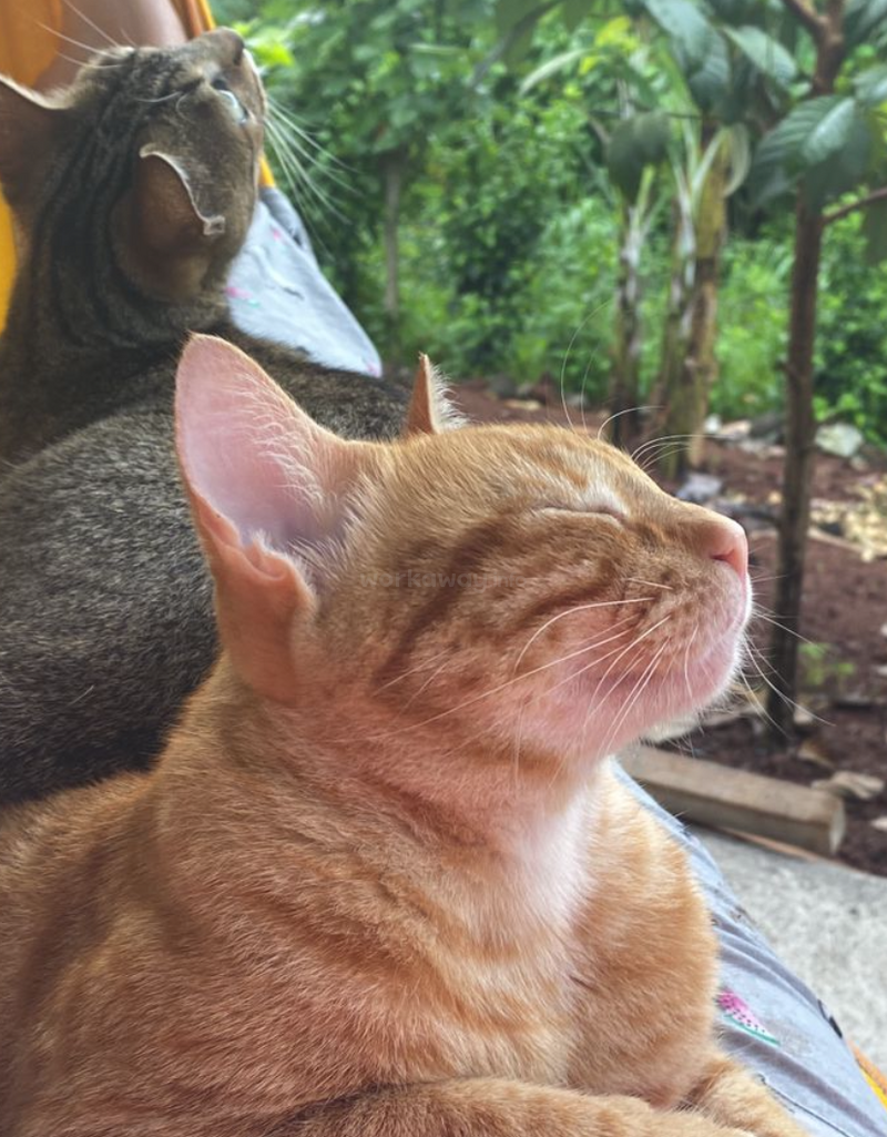 Come look after my furry friends in Galapagos islands, Puerto Ajora ...