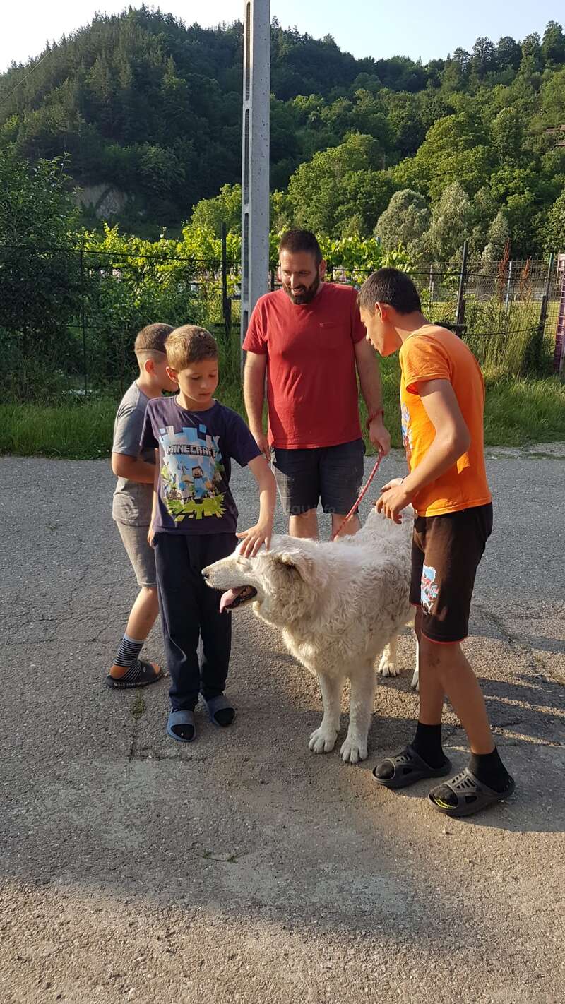 Experience rural village life at a dog shelter near Siriu, Romania