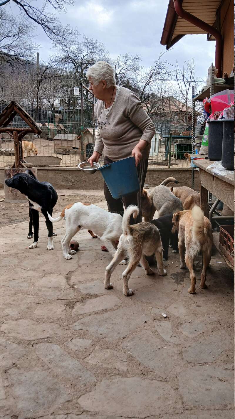 Experience rural village life at a dog shelter near Siriu, Romania