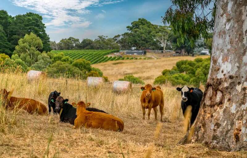 Beautiful farm stay in Adelaide Hills, Australia