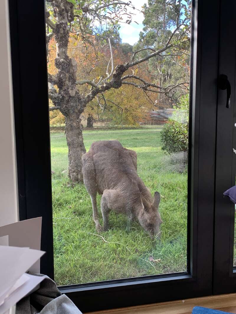 Help us with gardening and live among the kangaroos in Macedon, Australia