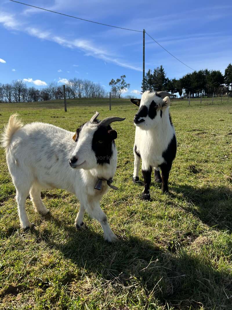 Looking for a helping hand on the property around our wonderful old ...