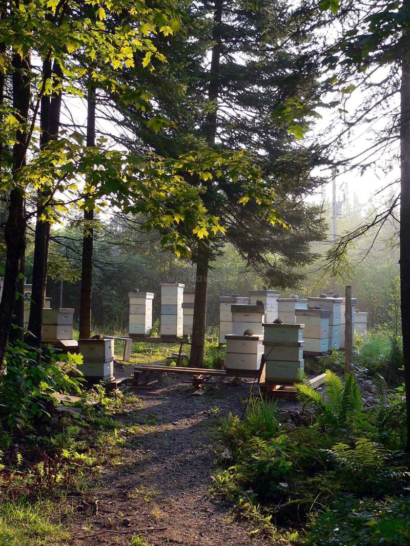 Learn about organic beekeeping in Quebec, Canada