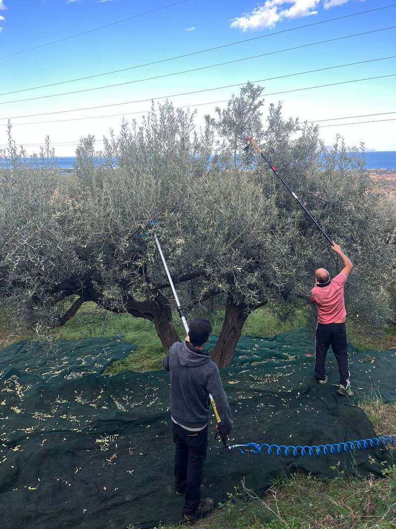 Help with family and farming projects in Rodì Milici, Sicily, Italy