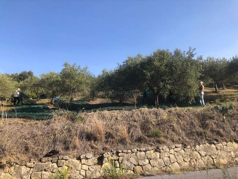 Help with family and farming projects in Rodì Milici, Sicily, Italy