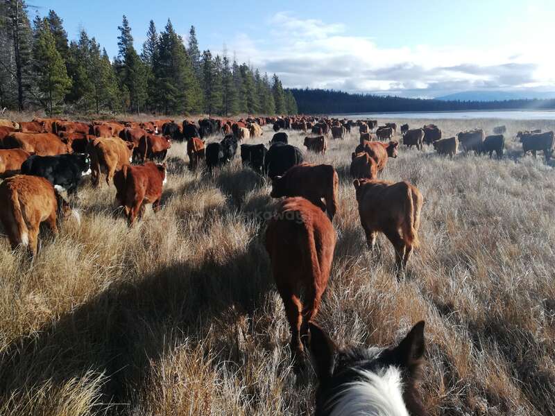 Experience new adventures and discover the ranchers way of life in West ...