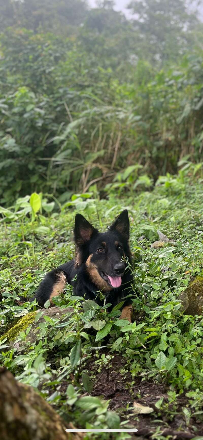 Stay in the wooden cabana and look after my dog on the island of ...