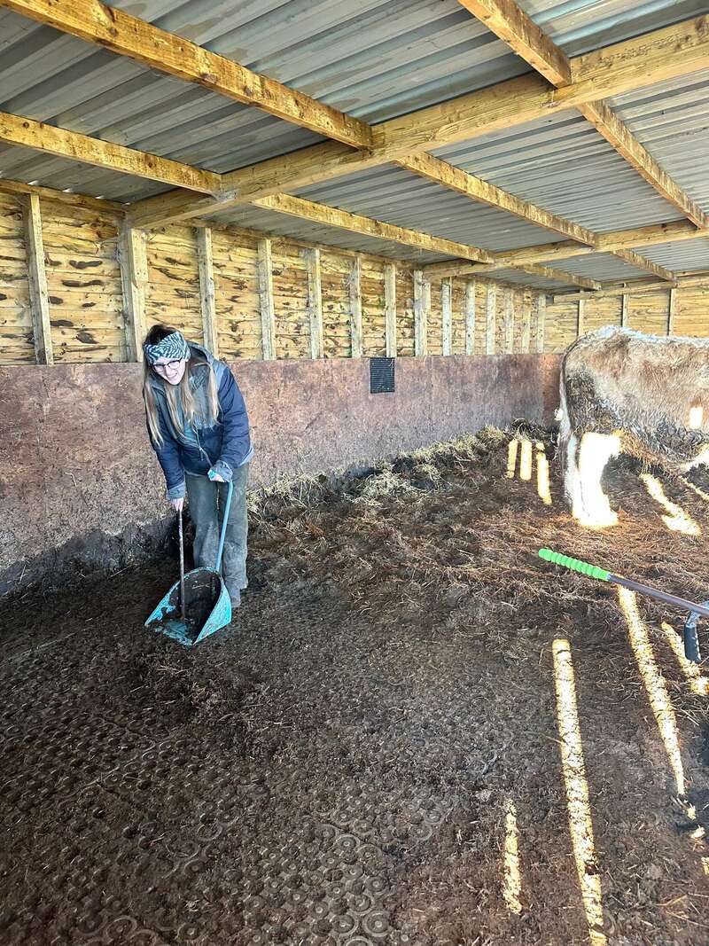 Volunteer at a vegan farm animal sanctuary in Nottinghamshire, UK