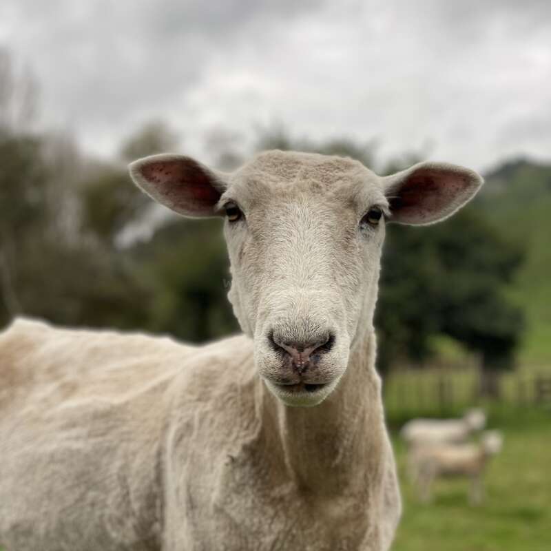 Join our family on our homestead and become a cog in the wheel while ...