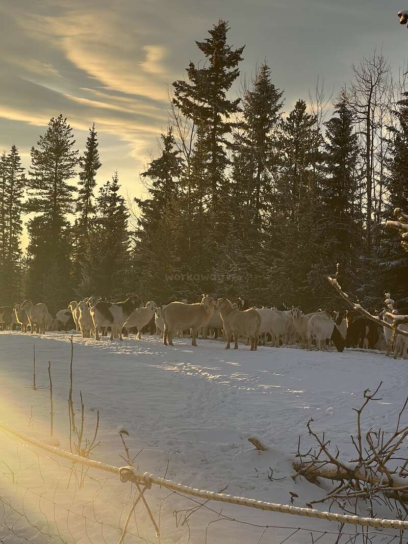 Remote off grid goat farm located in the beautiful Bulkley-Nechako ...