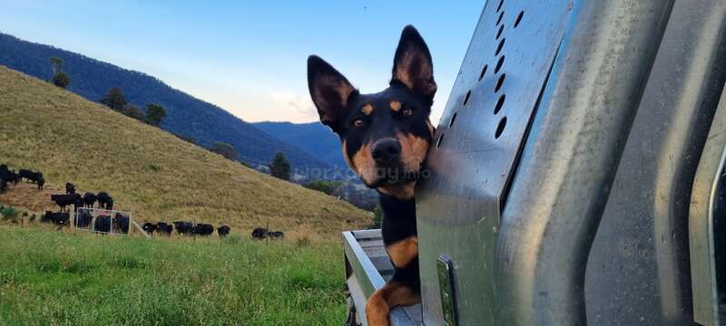 Experience our way of life and help around our farm house in Dargo ...